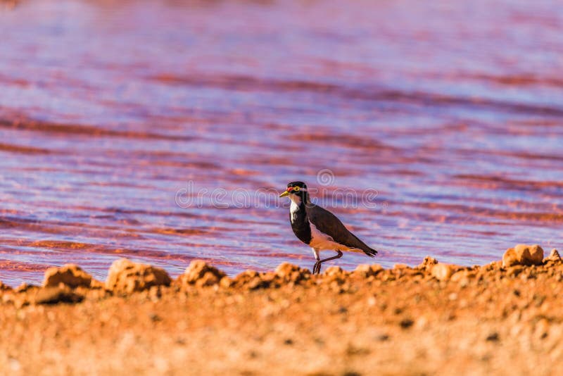 Outback water fun stock photo. Image of outback, water - 112113728