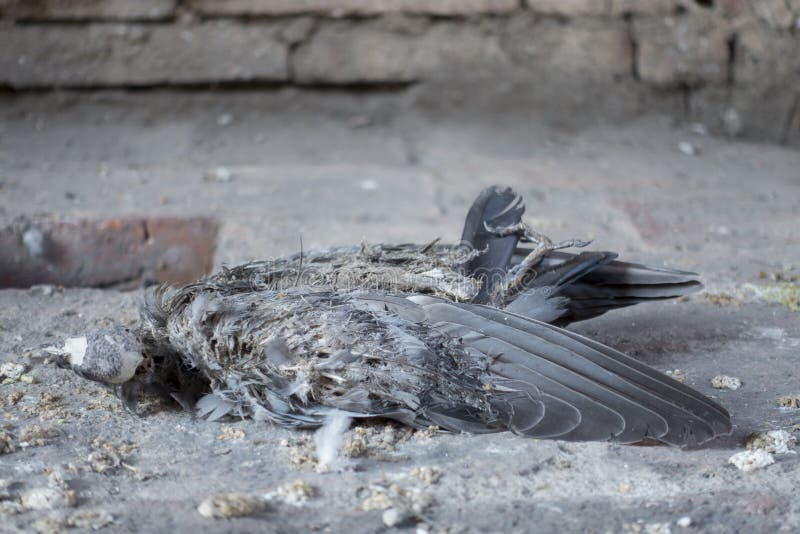 Dead Spotted Dove Stock Photos - Free & Royalty-Free Stock Photos from ...