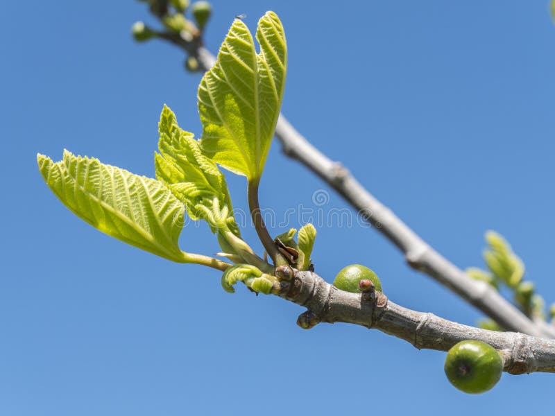 Spring fig tree stock image. Image of wasp, ficus, common - 633765