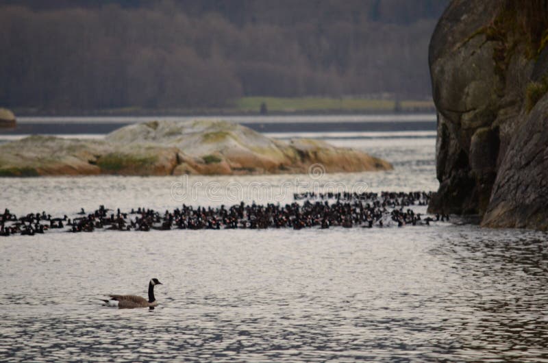 Outcast stock photo. Image of cove, geese, ocean, vancouver - 88188916