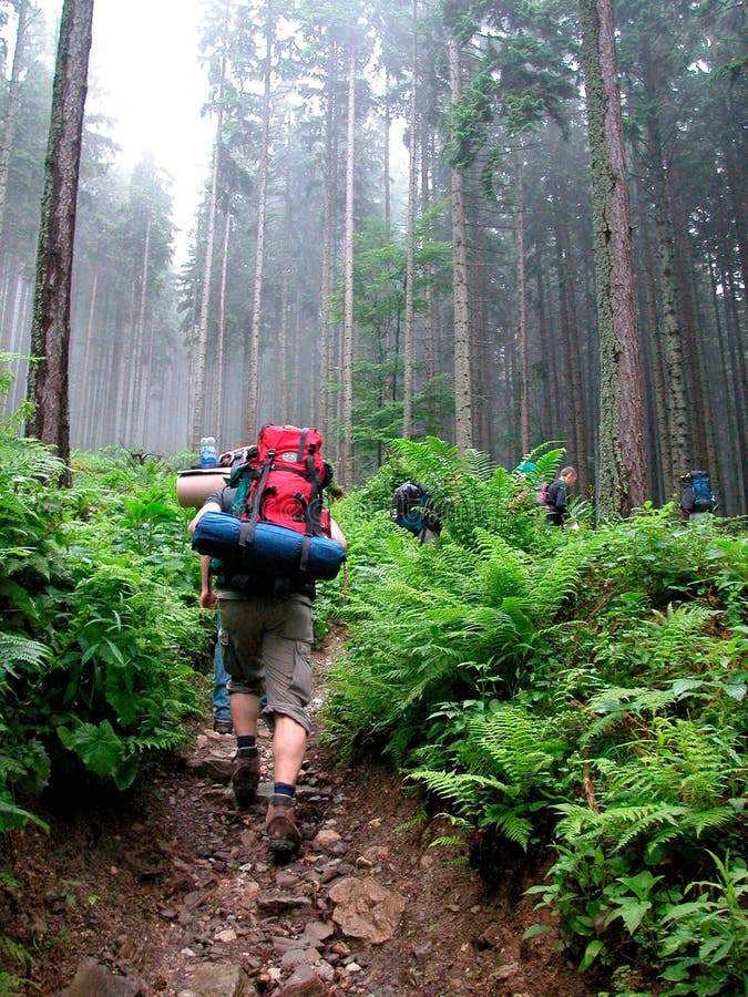 Outdoor Activity Hiking in the Woods Stock Image - Image of ...