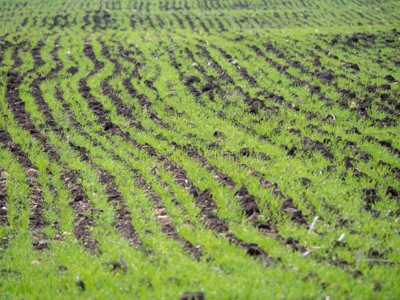 An Unpaved Field with a Large Patch of Grass Stock Image - Image of ...