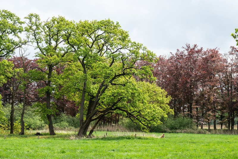 Outdoor Area with Trees Having Different Colors Stock Image - Image of ...