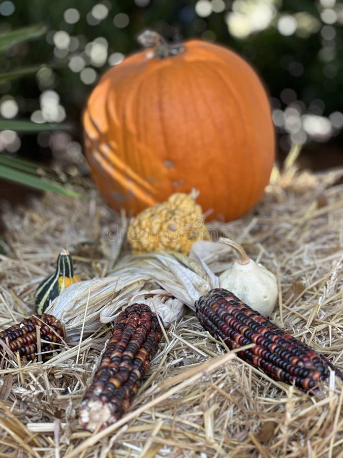 Outdoor Autumn Decorations with Pumpkin and Corn Stock Image - Image of ...