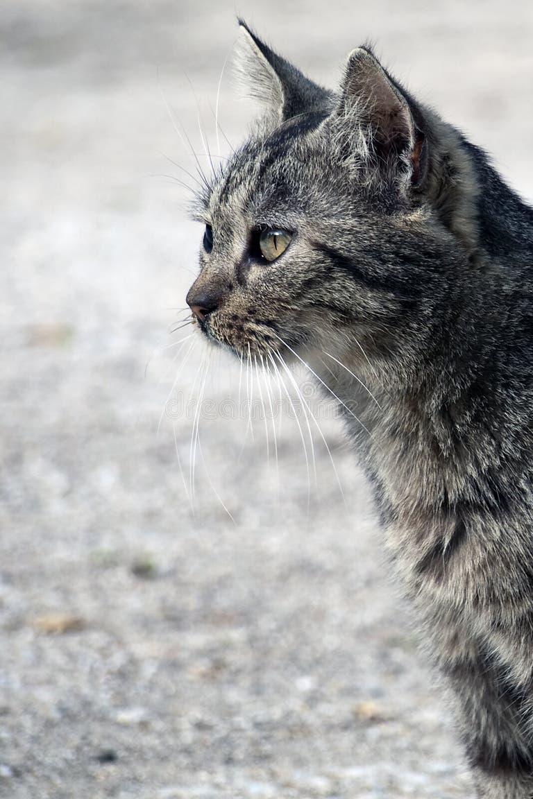 532 Cat Hunting Pose Stock Photos - Free & Royalty-Free Stock Photos ...