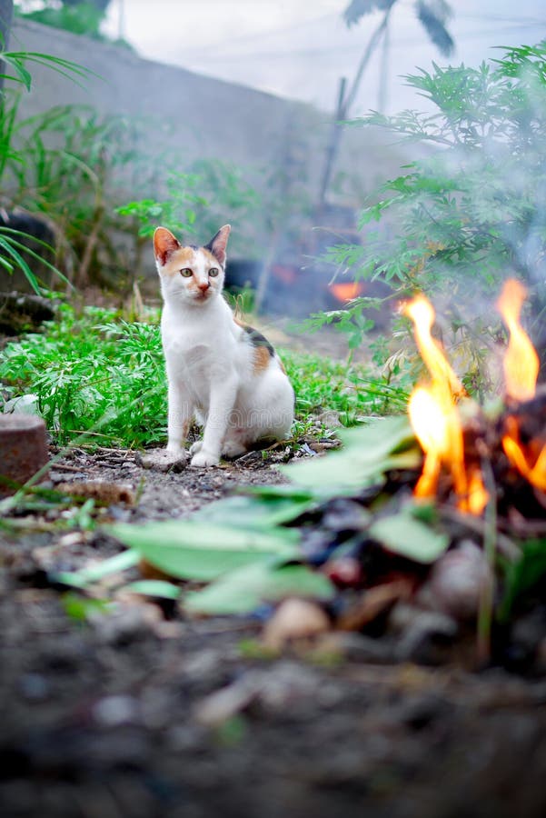 Outdoor cat stock image. Image of potrait, nice, fire - 83972067