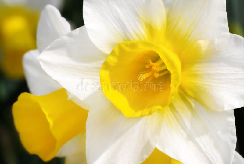 Bright Daffodils in Sunlight Stock Image - Image of fresh, beautiful ...