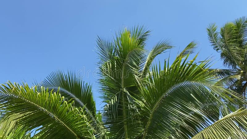 Coconut Treetops Swaying in the Wind. Stock Video - Video of tree, copy ...
