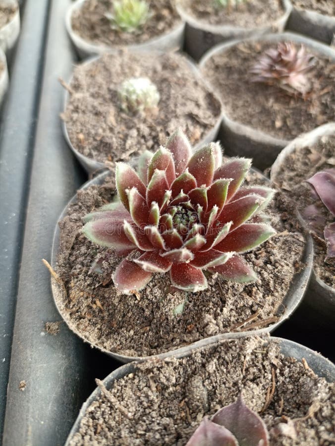 Outdoor Colored Succulents. Stock Photo - Image of succulent, plants ...