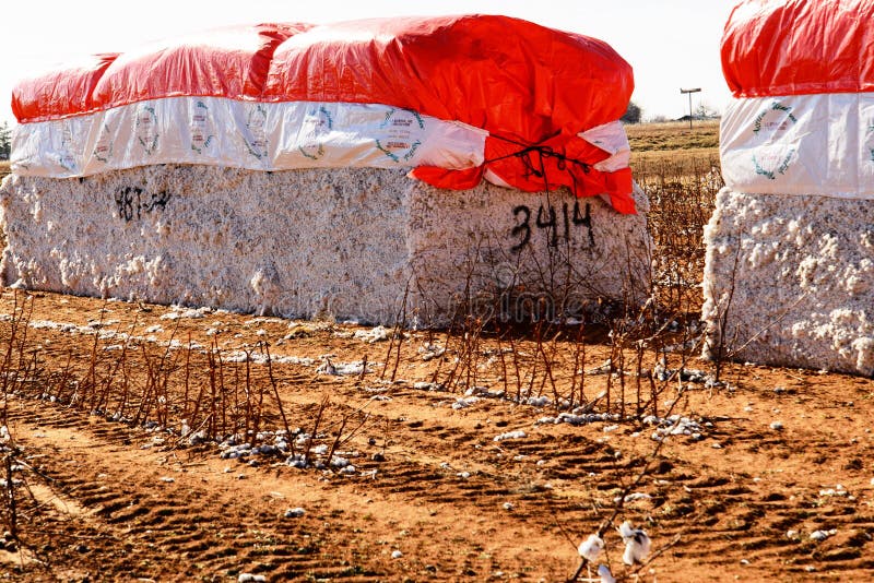 Outdoor Piles of Picked Cotton Ready for Processing Editorial Stock ...