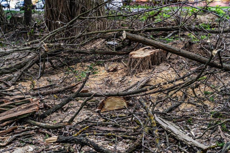 Outdoor Damaged Unprooted Tree Laying on the Ground. Destroyed Tree ...