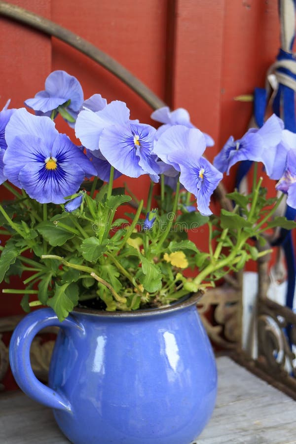 Outdoor Decoration Blue Pansies in a Blue Vase Stock Image - Image of ...
