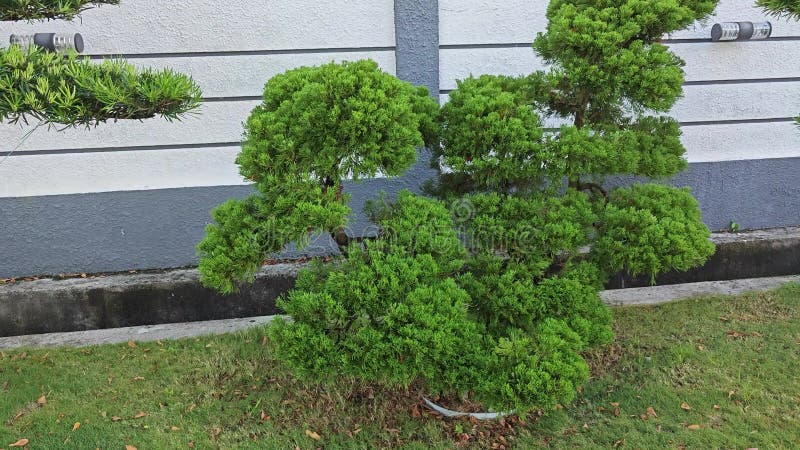 Outdoor Decorative Pines Tree by the Pavement Garden. Stock Video ...