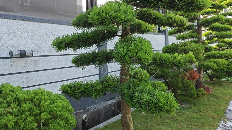 Outdoor Decorative Pines Tree by the Pavement Garden. Stock Footage ...
