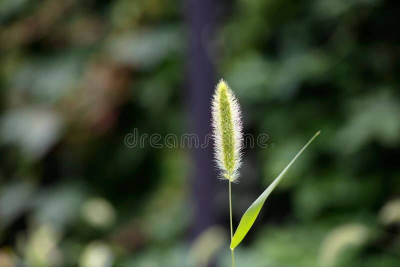 Outdoor Dog`s Tail Grass Close-up Stock Image - Image of close, seed ...