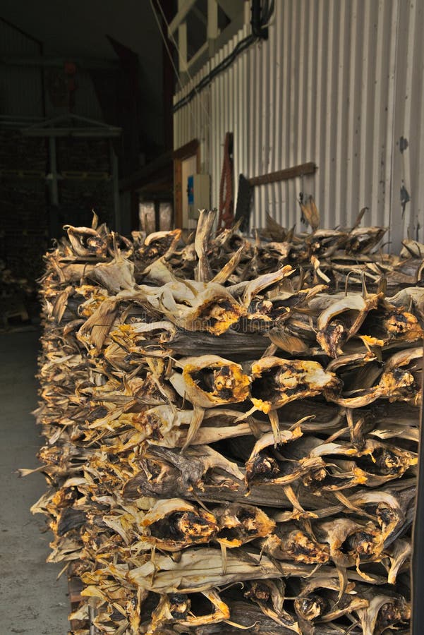 Outdoor Drying of Cod Fish in Norway Stock Photo - Image of norwegian ...