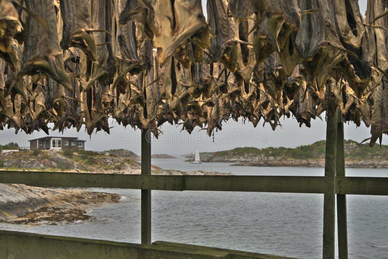 Outdoor Drying of Cod Fish in Norway Stock Photo - Image of fishing ...