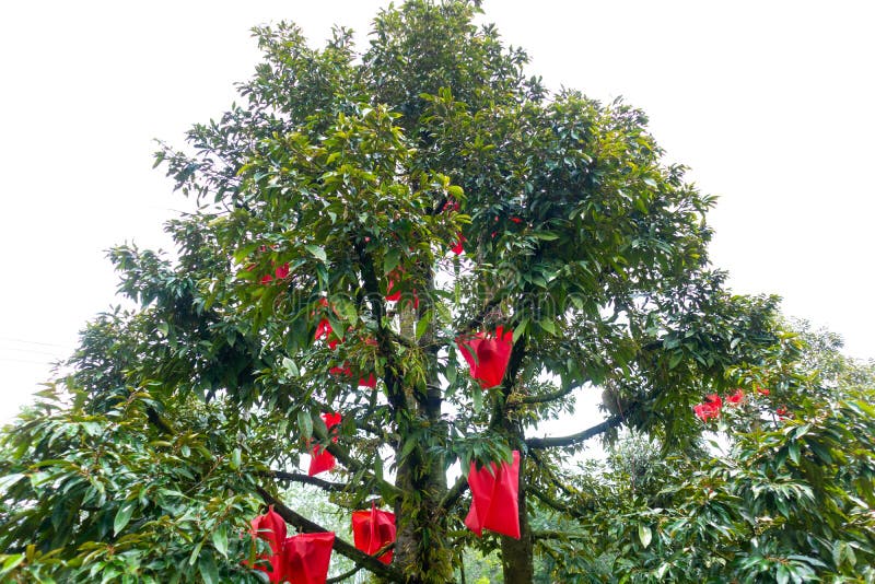 Durian Cover Stock Photos - Free & Royalty-Free Stock Photos from ...