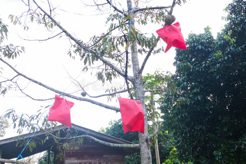 Durian Cover Stock Photos - Free & Royalty-Free Stock Photos from ...