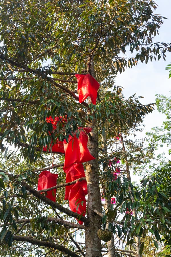 Durian Cover Stock Photos - Free & Royalty-Free Stock Photos from ...