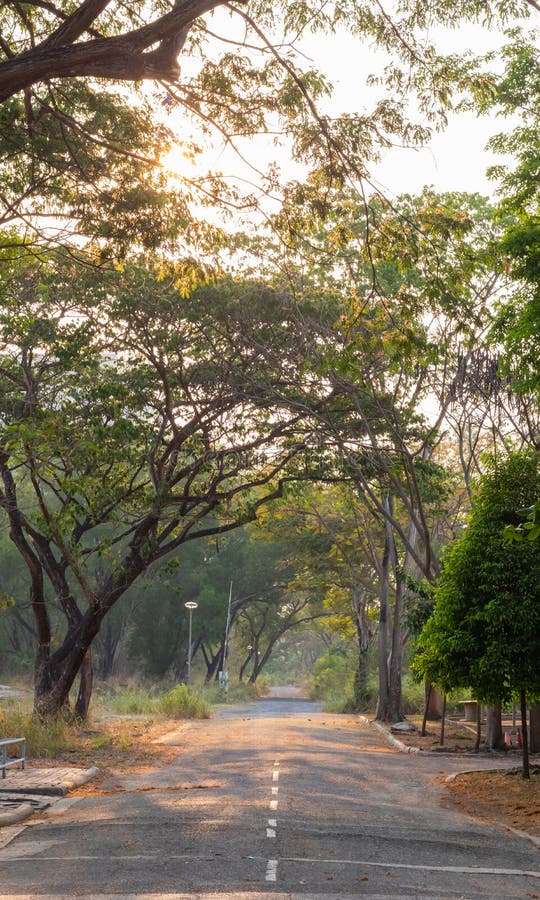 Empty Concrete Path at the Park Stock Photo - Image of pattern, grassy ...