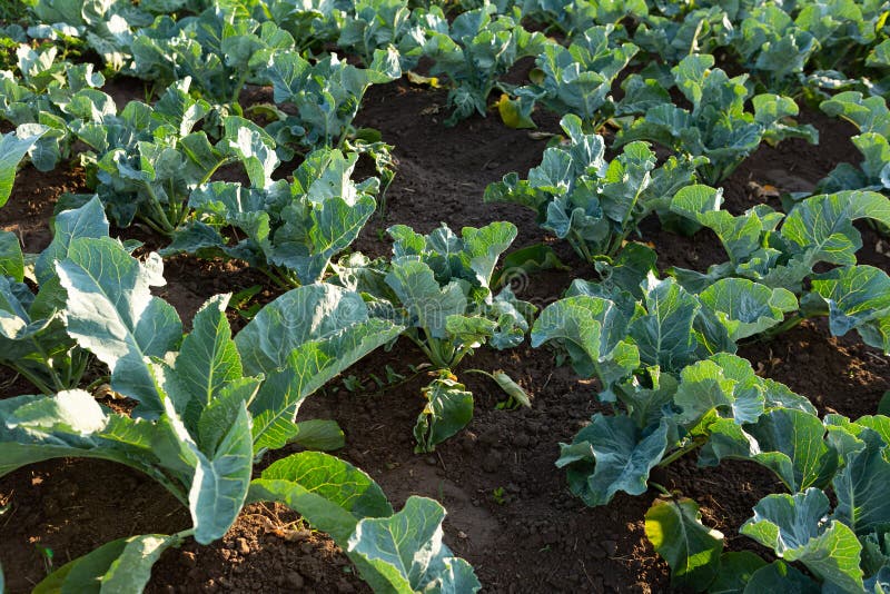 Outdoor Farming Organic Cabbage Plants Stock Image - Image of farming ...