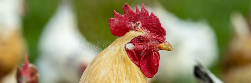 Outdoor Farming of Wild Chicken Stock Image - Image of pasture, feather ...