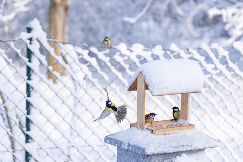 Outdoor Feeder for Winter Feeding of Wild Birds Stock Image - Image of frost, cold: 343628643