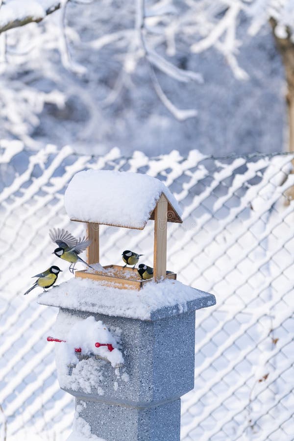 Outdoor Feeder for Winter Feeding of Wild Birds Stock Photo - Image of ...