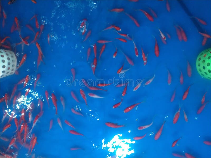 Outdoor Fish koi red stock photo. Image of outdoor, fish - 293768632