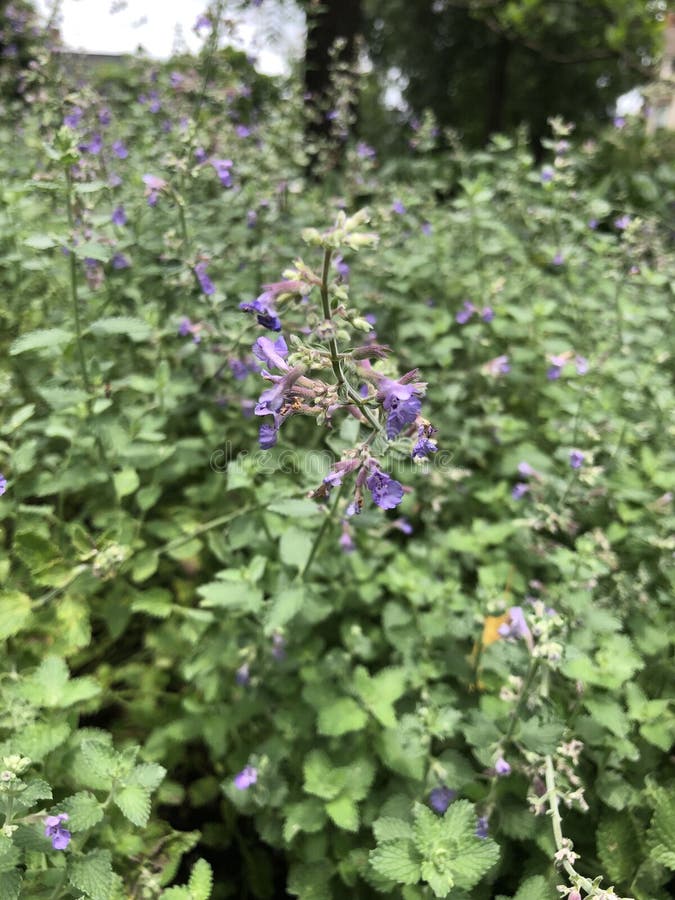 Outdoor Flower in Meddow of Flowers Stock Photo - Image of blue ...