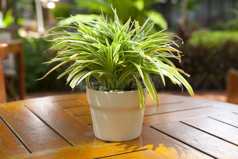 Outdoor Flower Pot on Table Stock Image - Image of nameboard, guard ...