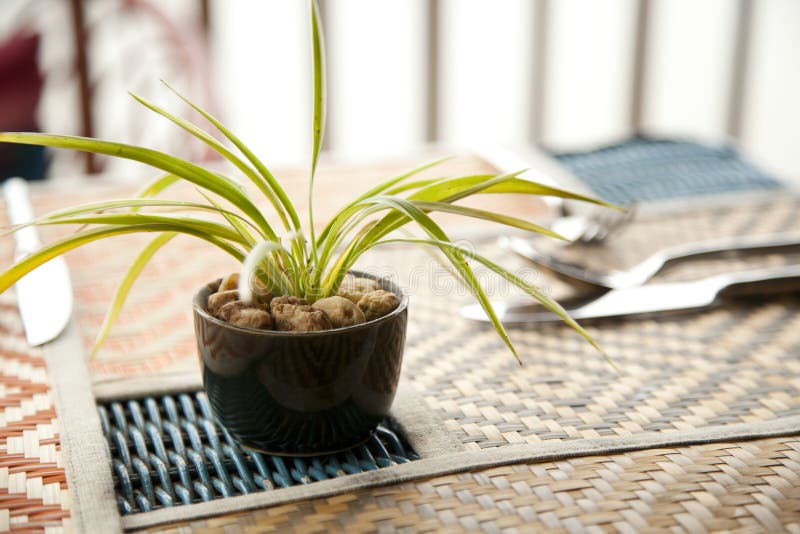 Outdoor Flower Pot on Table Stock Photo - Image of corner, highway ...