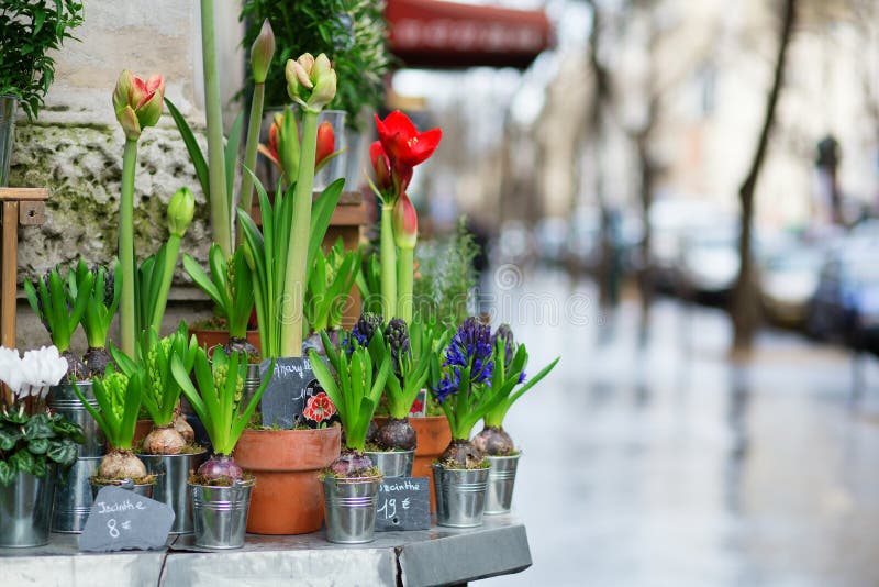 Outdoor flower shop stock image. Image of amaryllis, fresh - 28981343