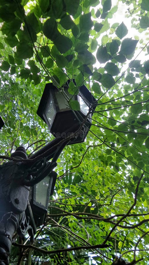 Outdoor Garden Light Post Under Tree in Tropical Green Park Stock Photo ...
