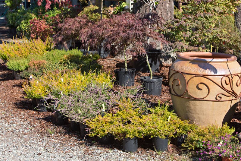 Generic Outdoor Garden Nursery Stock Image - Image of plants, shrubs ...