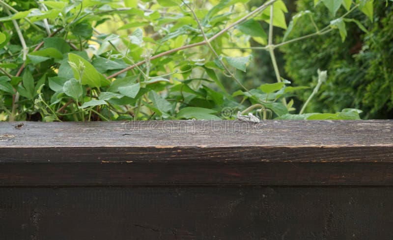 Outdoor garden view stock image. Image of summer, bench - 115466253