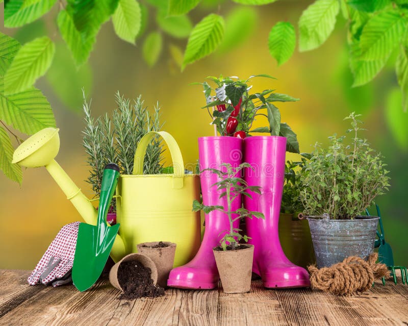Outdoor Gardening Tools and Herbs Stock Image - Image of beginnings ...