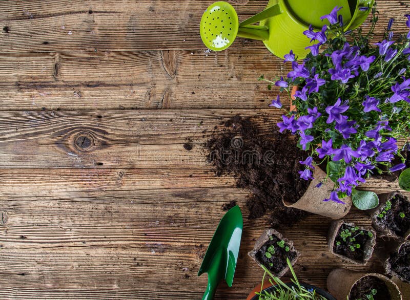 Outdoor Gardening Tools and Plants. Stock Photo - Image of planting ...