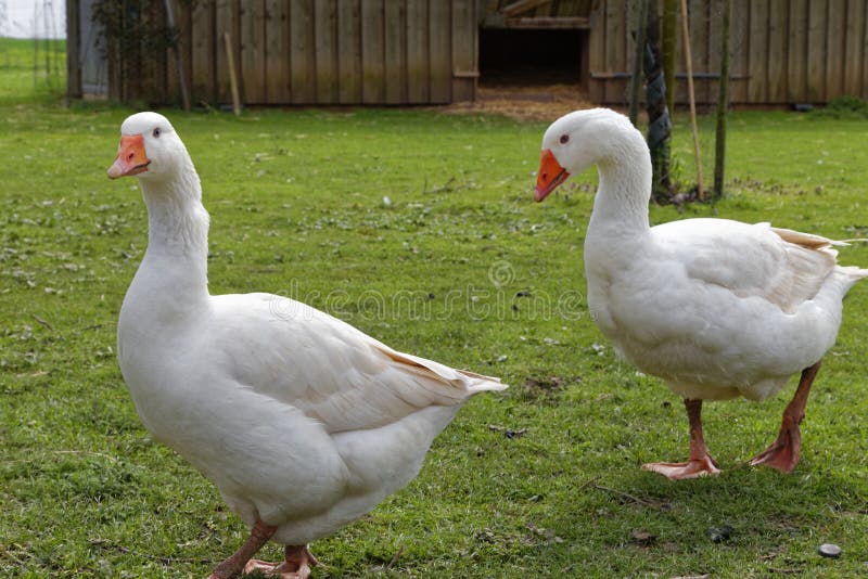 Outdoor geese stock image. Image of straw, cackle, goose - 69625561