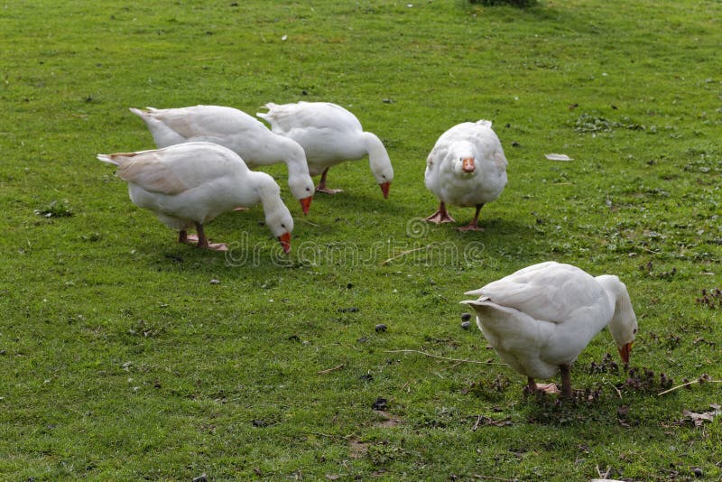 Outdoor geese stock photo. Image of straw, farm, happy - 69625600