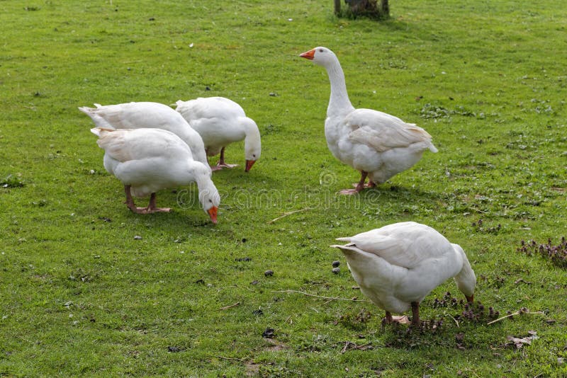 Outdoor geese stock image. Image of goose, geese, farm - 69625713