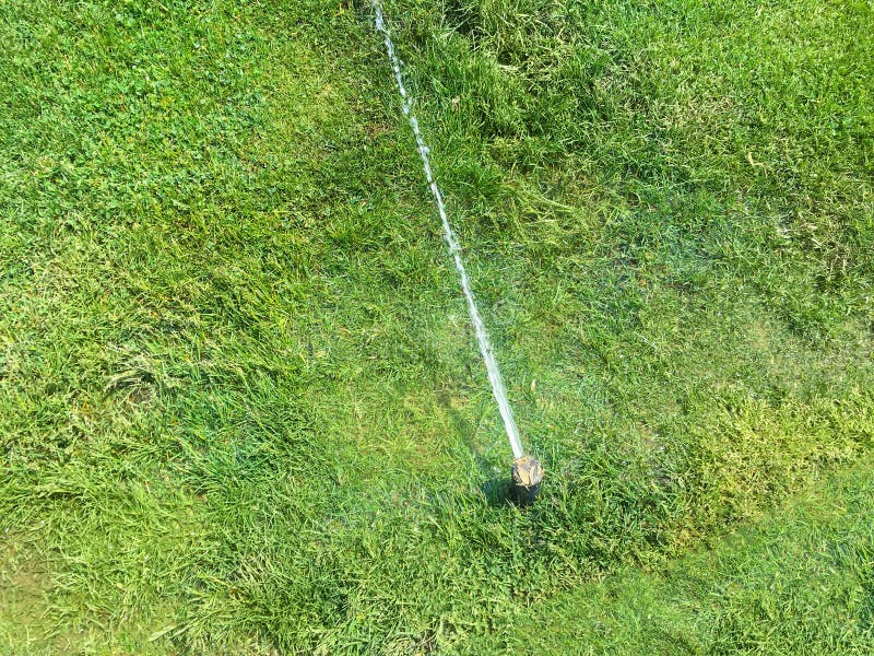 Outdoor grass and flowers stock photo. Image of green - 96604678