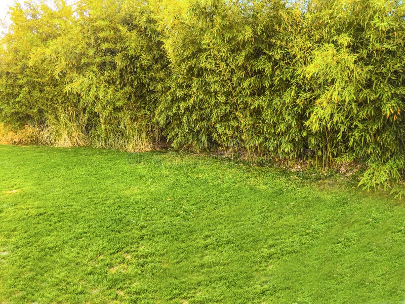 Outdoor grass and flowers stock photo. Image of foliage - 96604708