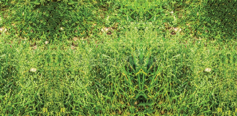 Outdoor grass and flowers stock image. Image of lawn - 96605049