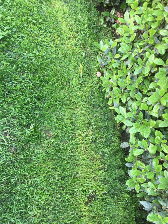 Outdoor grass and flowers stock image. Image of fresh - 96605143