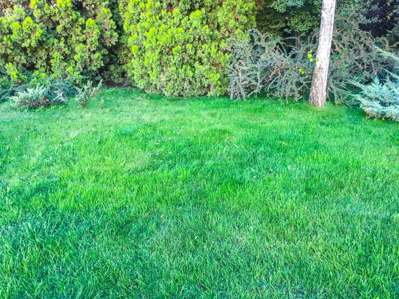 Outdoor grass and flowers stock photo. Image of field - 96605144