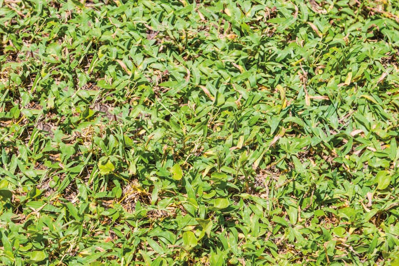 Outdoor grass and flowers stock image. Image of fresh - 96605209