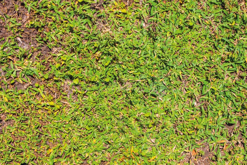 Outdoor grass and flowers stock image. Image of herb - 96605375