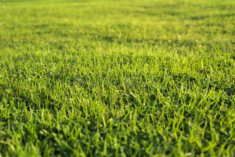Outdoor grass nature stock photo. Image of rural, lawn - 98705502